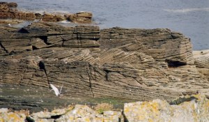 Foliation and Bedding in Rocks. Totally not the Same Thing. – Penny ...