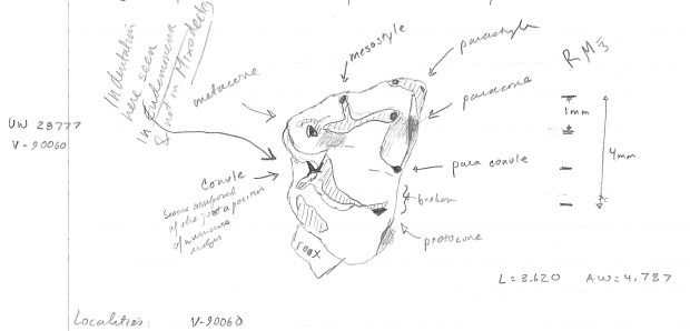 “M” is for Mixodectes – Penny Higgins – Storyteller • Artist • Scientist