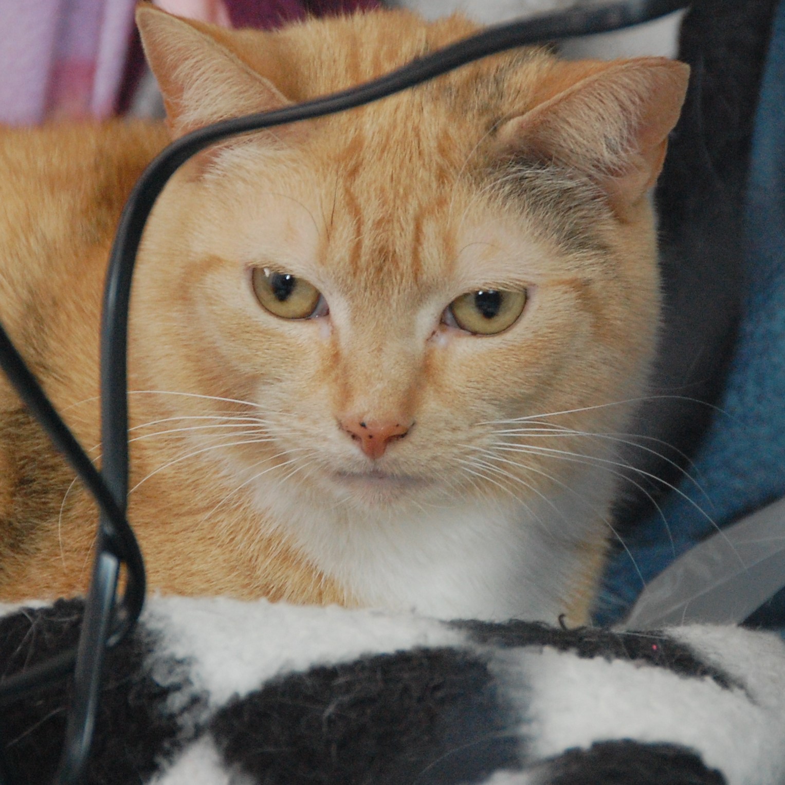 Photojournal – Cats, Naturally – February 27, 2020 – Penny Higgins ...